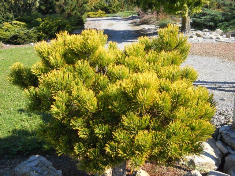 Carsten Wintergold Mugo Pine - Whistling Gardens