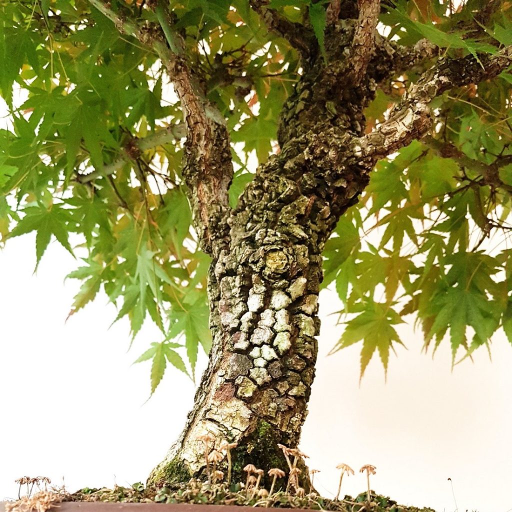 Ara Kawa Japanese Maple - Whistling Gardens