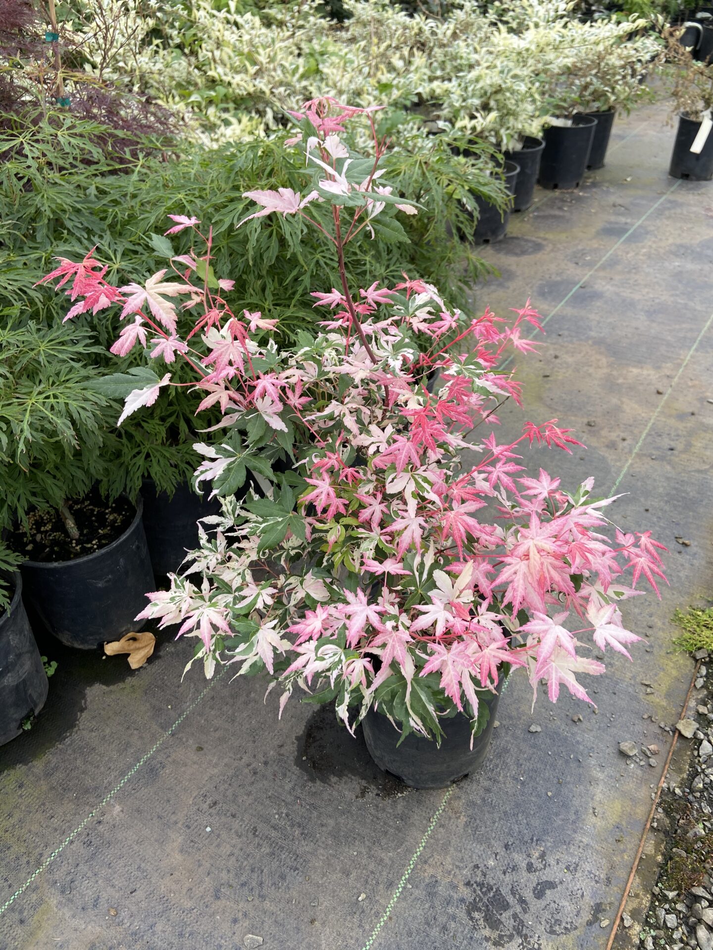 Cotton Candy Japanese Maple - Whistling Gardens