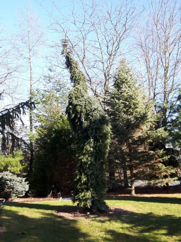 Weeping Serbian Spruce (Pendula Bruns) - Whistling Gardens