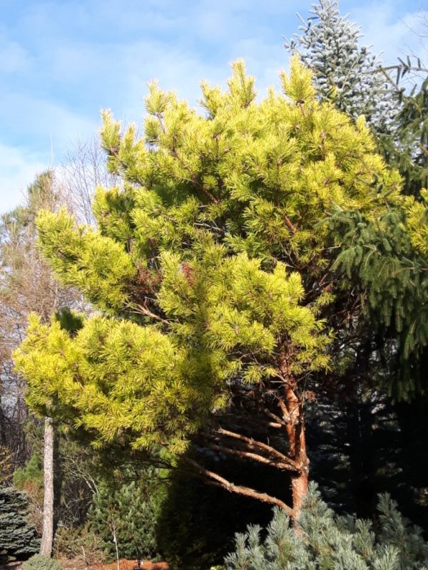 Woltings Gold Scotch Pine - Whistling Gardens